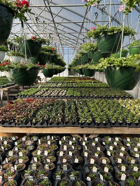 Our Farm | Locally Grown Plants by Lone Hickory Farm